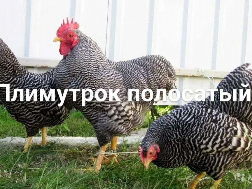 Цыплята плимутрок