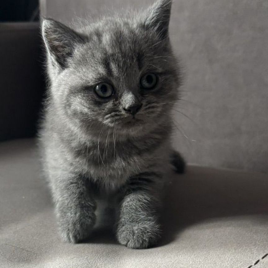 Британская