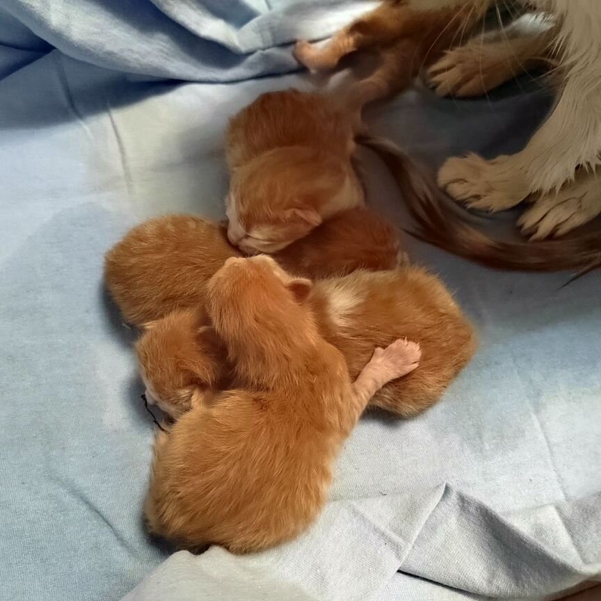 Котята в добрые руки бесплатно