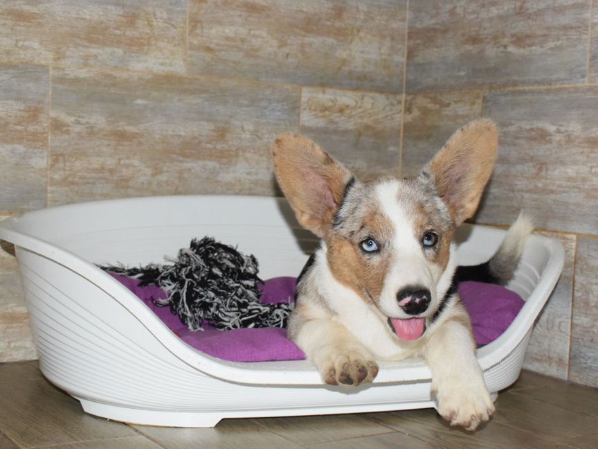 Щенок кардиган корги мраморная