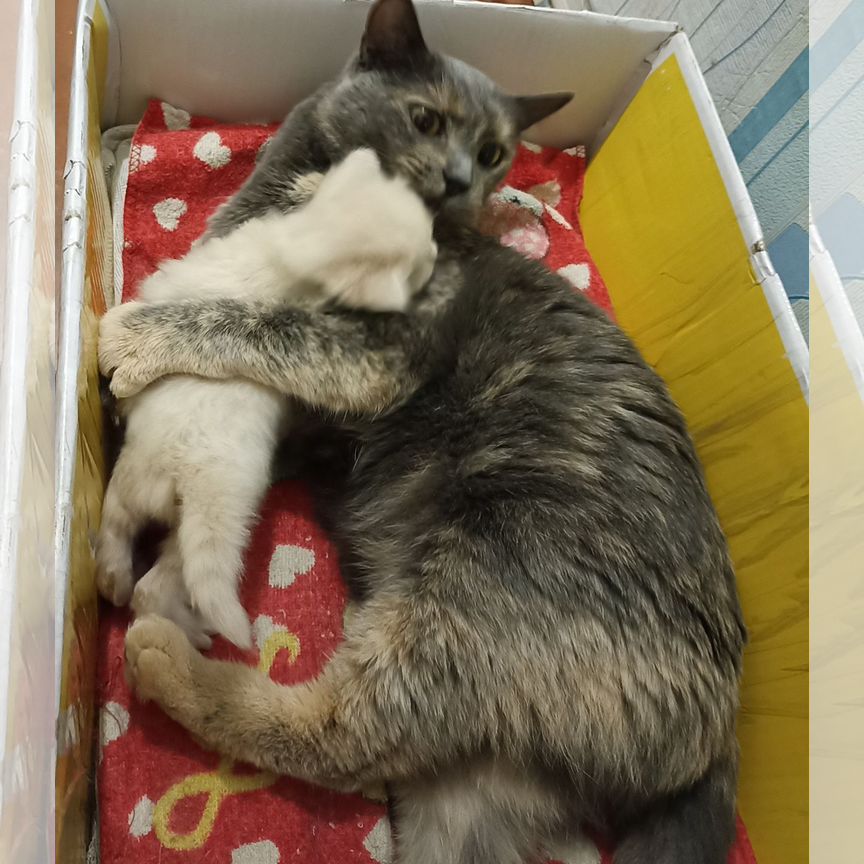 Котёнок в добрые руки