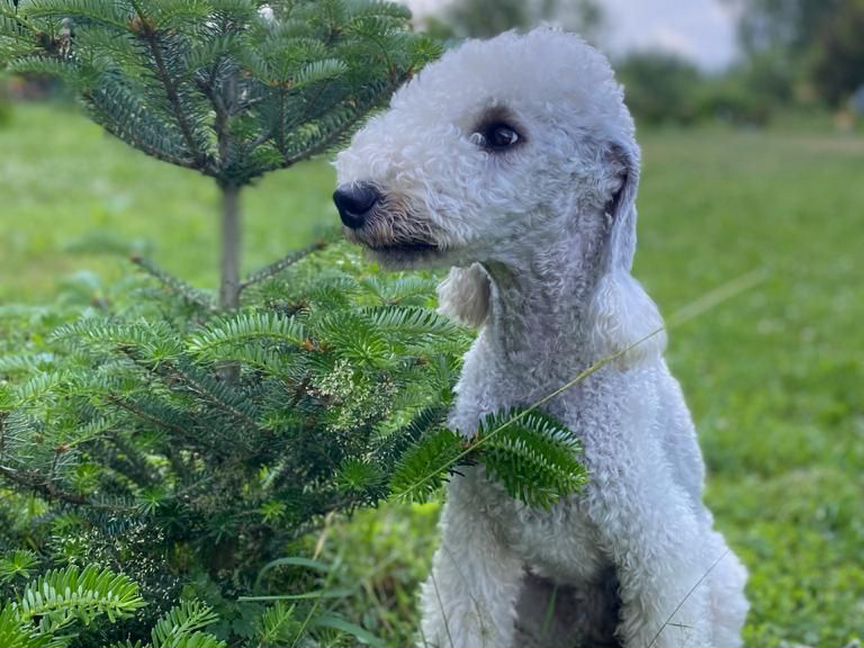 Бедлингтон-терьер щенки