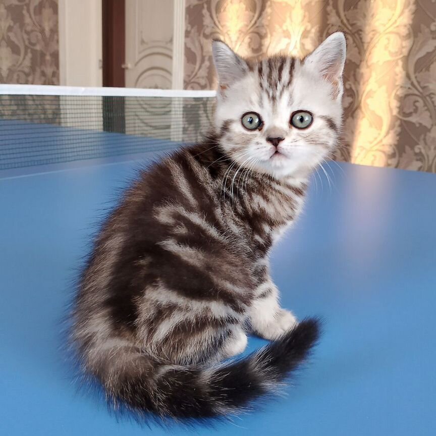 Шотландский вислоухий короткошёрстный котёнок