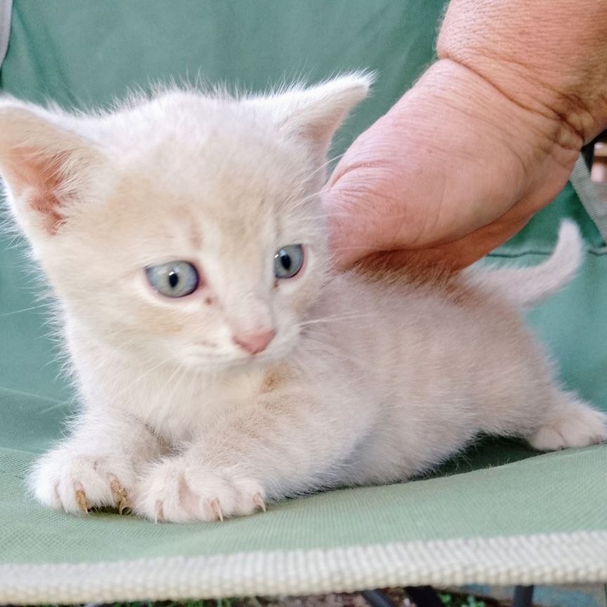 Котенок кошечка