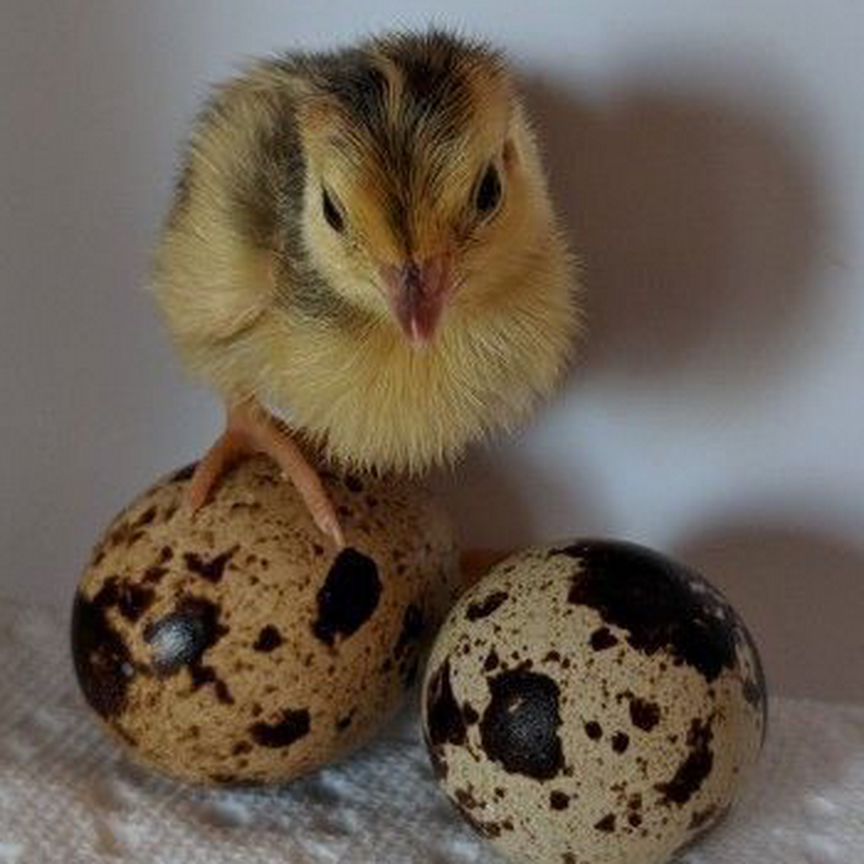 Перепелиное инкубационное яицо