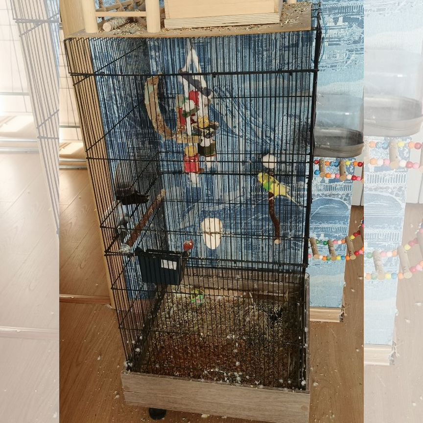 Попугай с клеткой