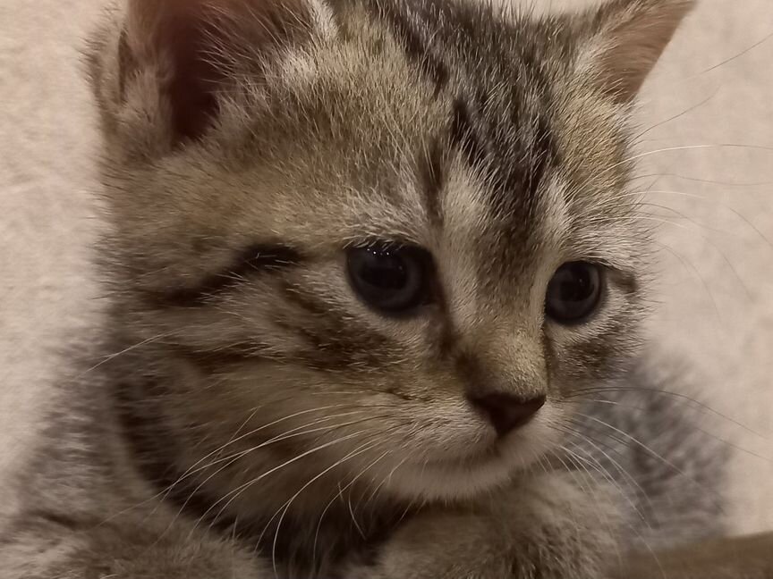 Котейки ищут добрых хозяев