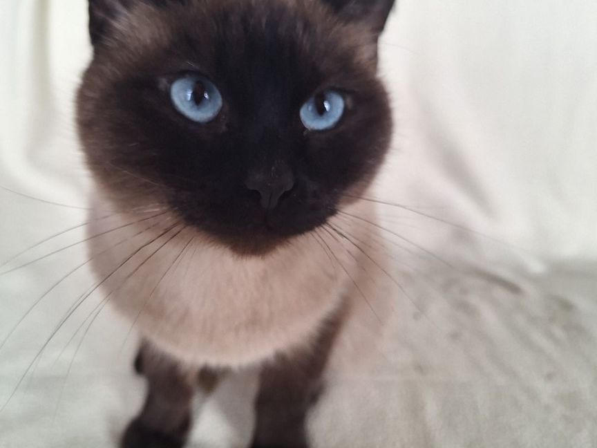 Сиамский кот