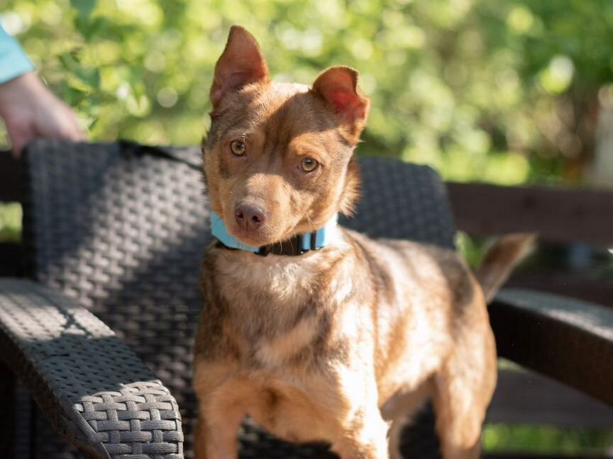 Маленькая собака в добрые руки