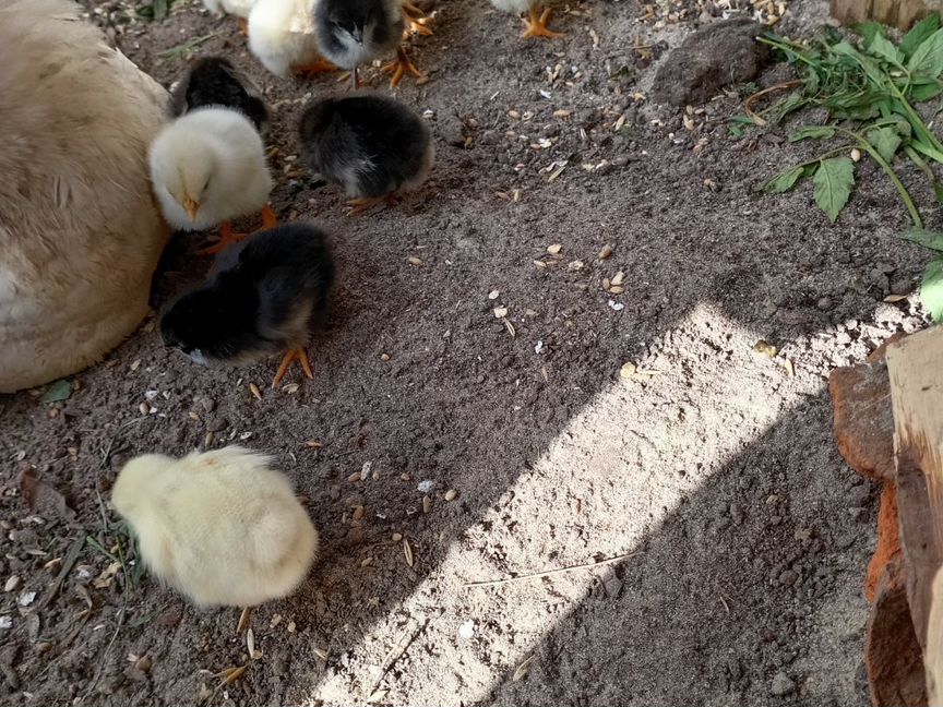 Наседка с цыплятами