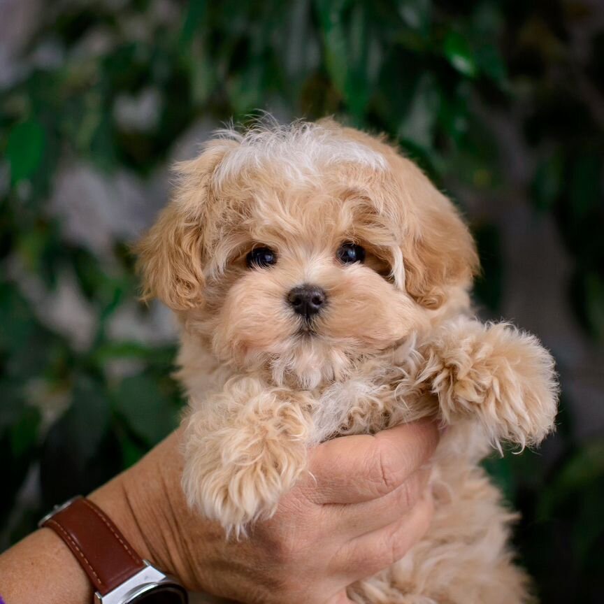 Maltipoo f1 mini мальчик