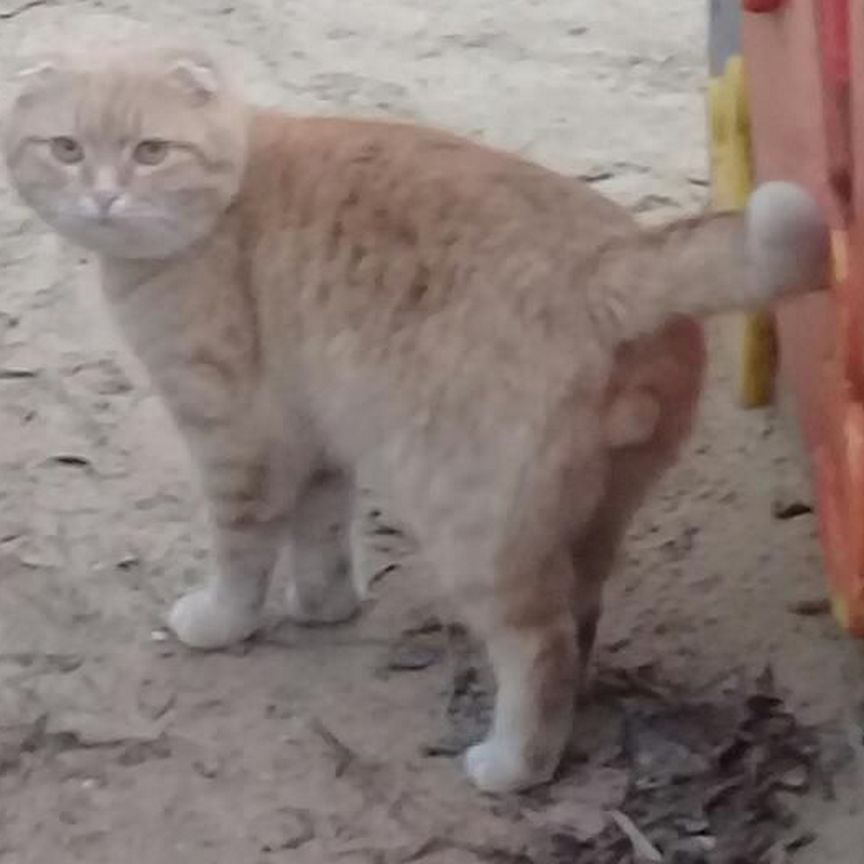 Рыжий кот шотландский вислоухий