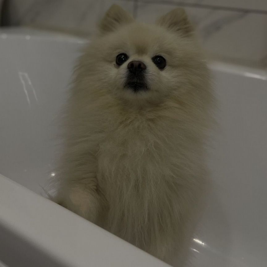 Немецкий шпиц, взрослый пёс