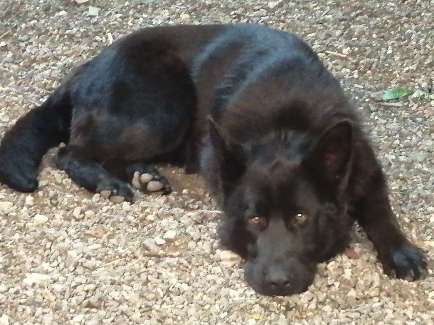 Немецкая овчарка кобель (вязка)