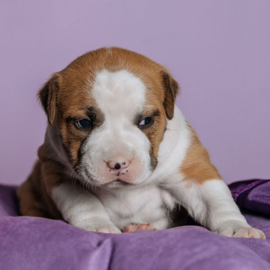 Щенки американского стаффорширского терьера