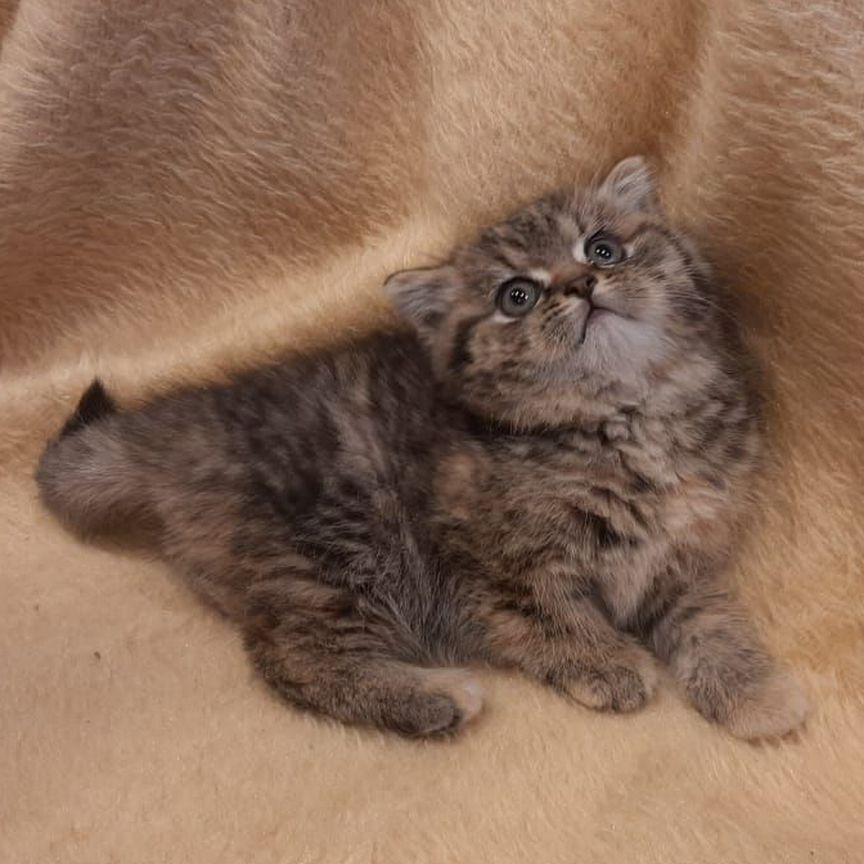 Шотландский вислоухий короткошёрстный котёнок