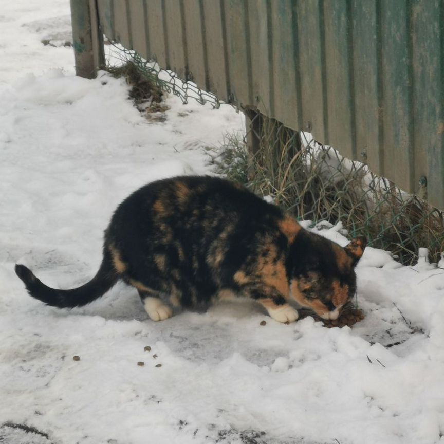 Взрослая кошка в добрые руки