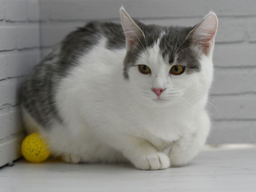 Котенок Тоня в добрые руки