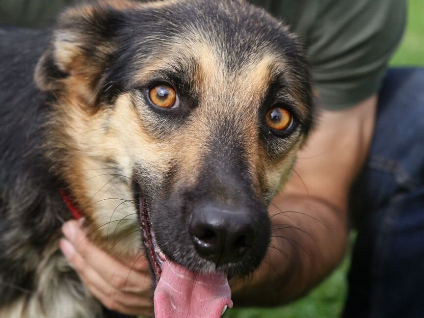 Эмма, улыбчивая собака из приюта