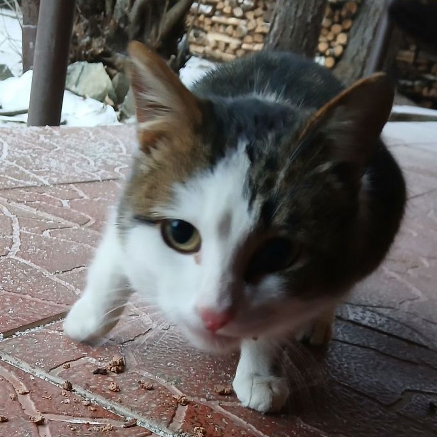 Взрослая кошка в добрые руки