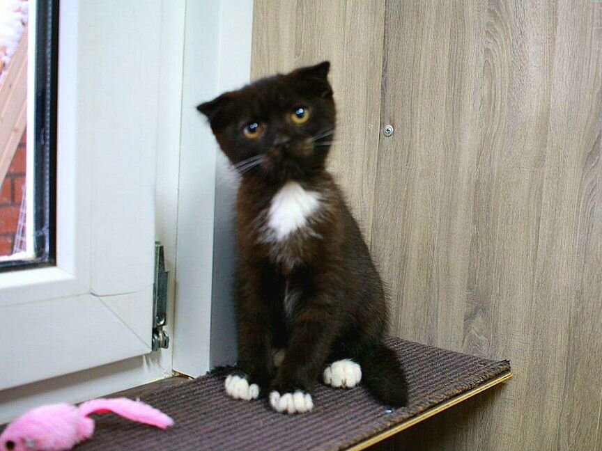 Вислоухий котенок мальчик бесплатно