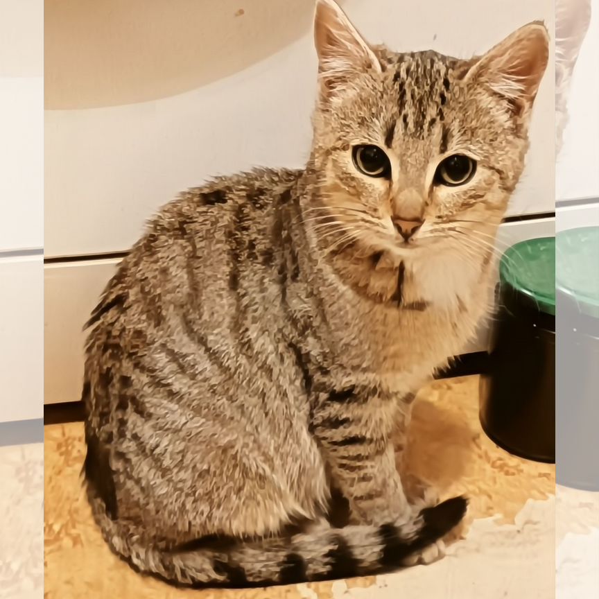 Котёнок в добрые руки