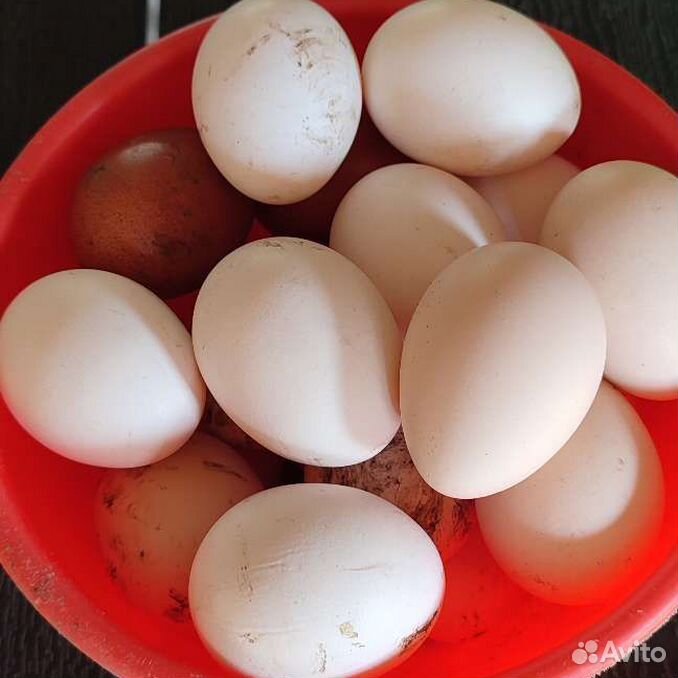 Инкубационное яйцо домашних кур