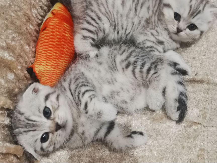 Шотландские котята