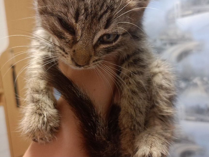 Кошка в дар бесплатно