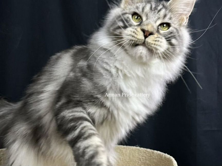 Харизматичный котик мейн кун
