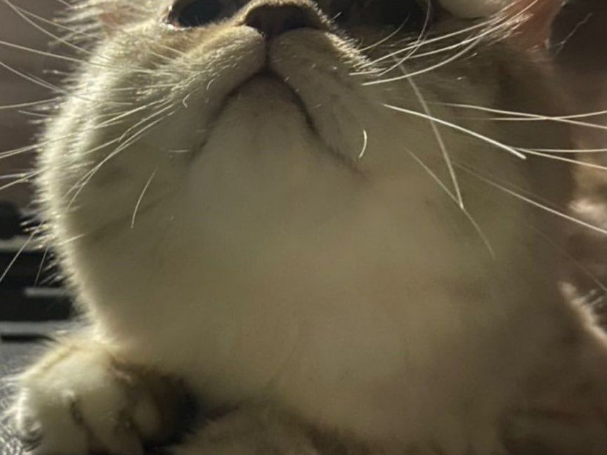 Персидская кошка