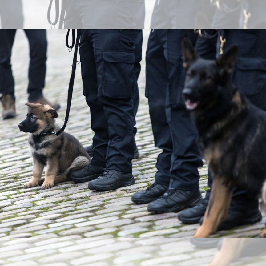 Отличные щенки служебных овчарок