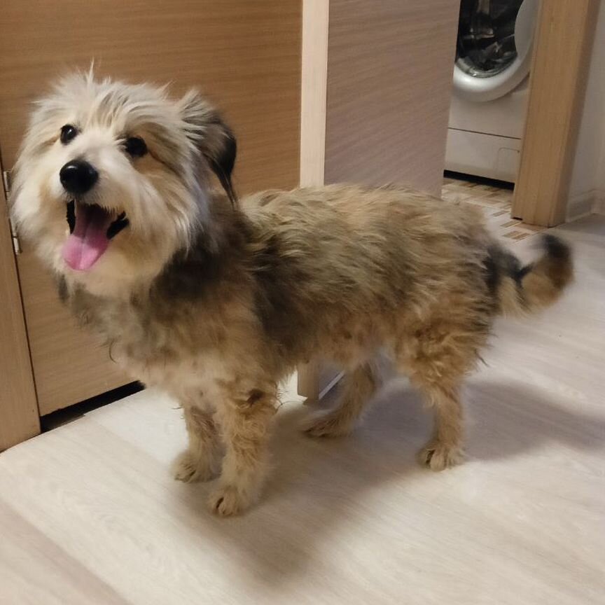 Взрослый пёс в добрые руки