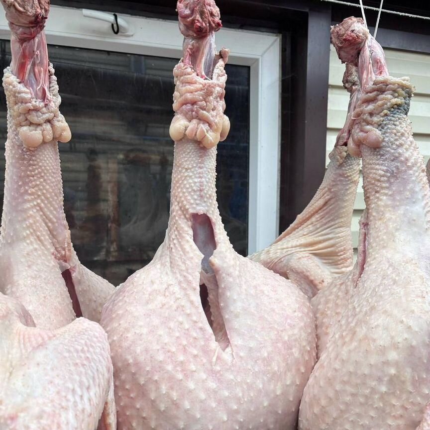 Мясо домашней индейки