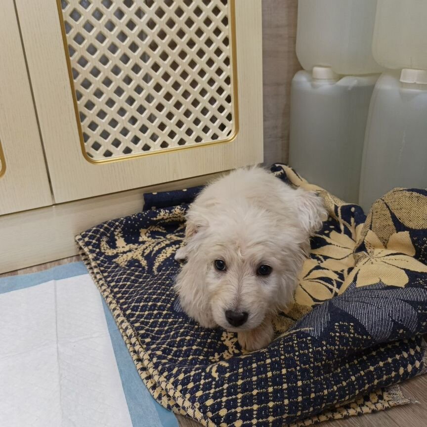 Щенок в добрые руки бесплатно