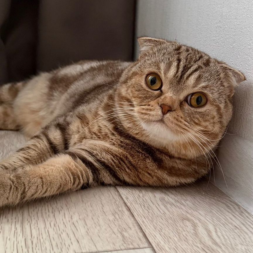 Шотландский вислоухий короткошёрстный кот, взрослый