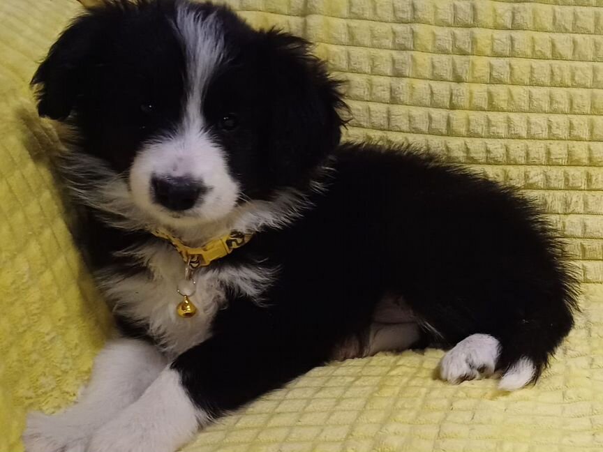 Бордер собака для всей семьи