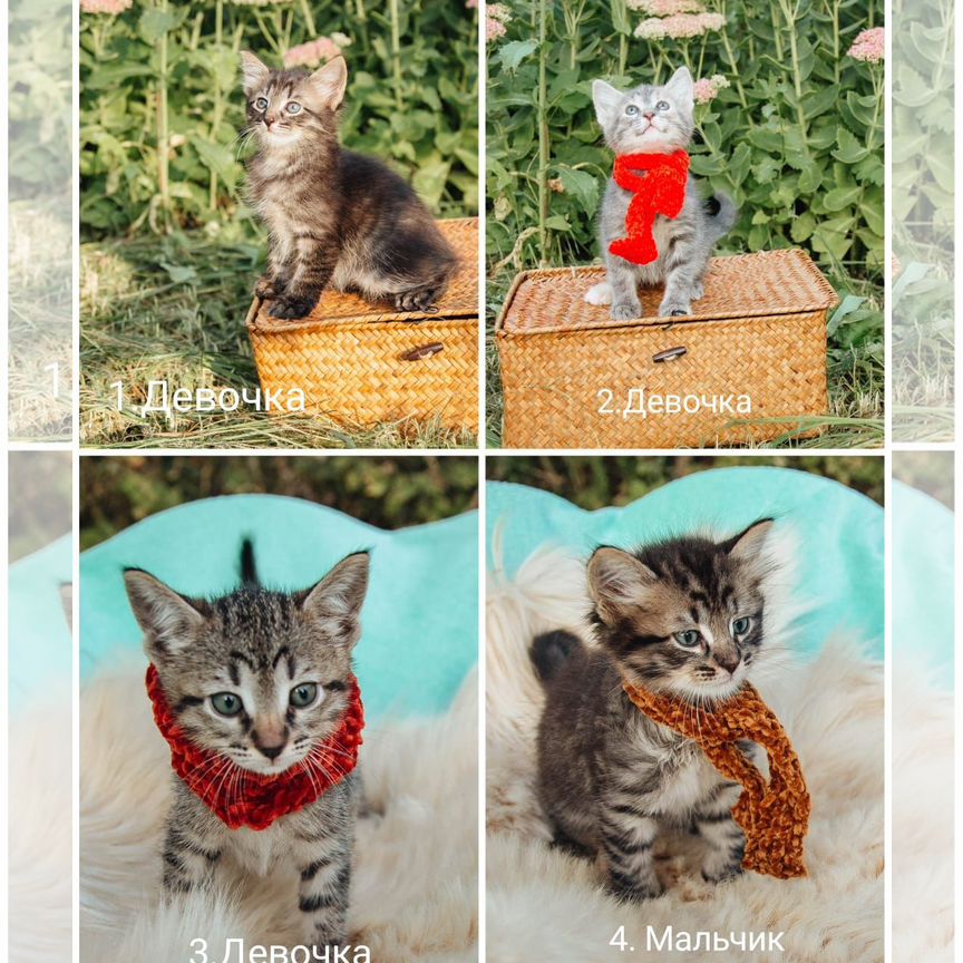 Котята в добрые руки