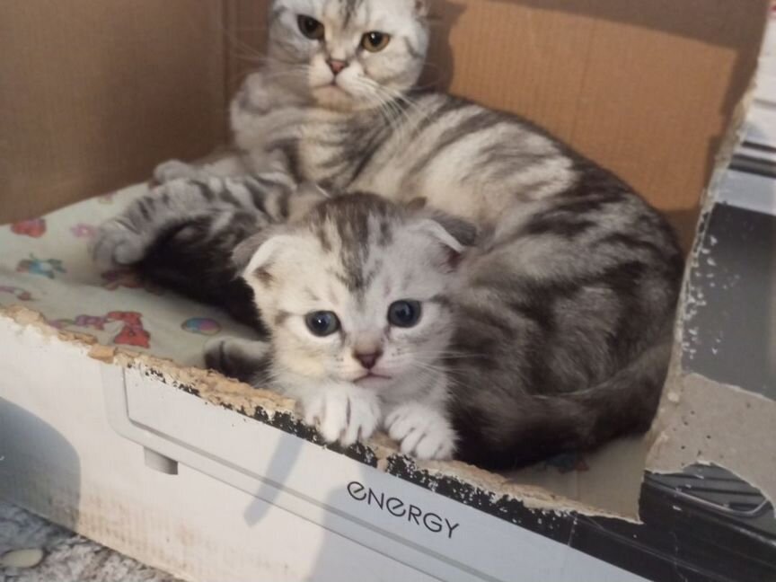 Котята