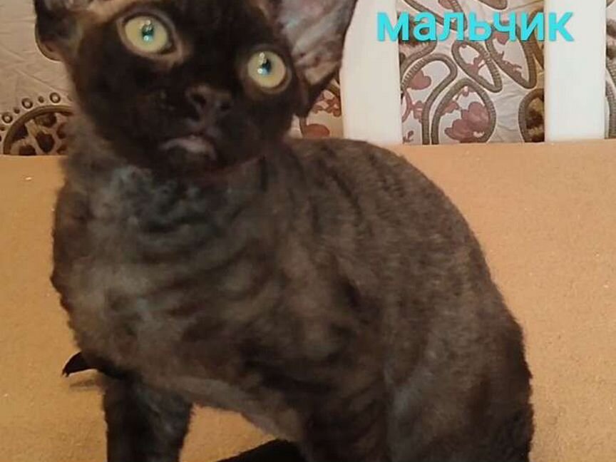 Кудрявые крохи