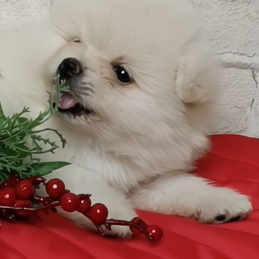 Померанский шпиц, щенок