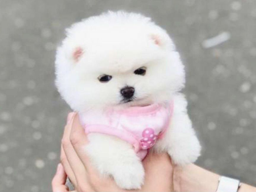 Померанский шпиц мини