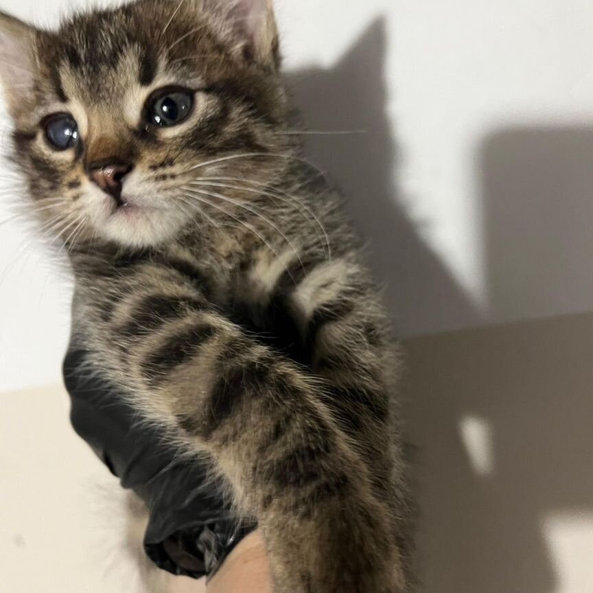 Кртенок 2,5 мес