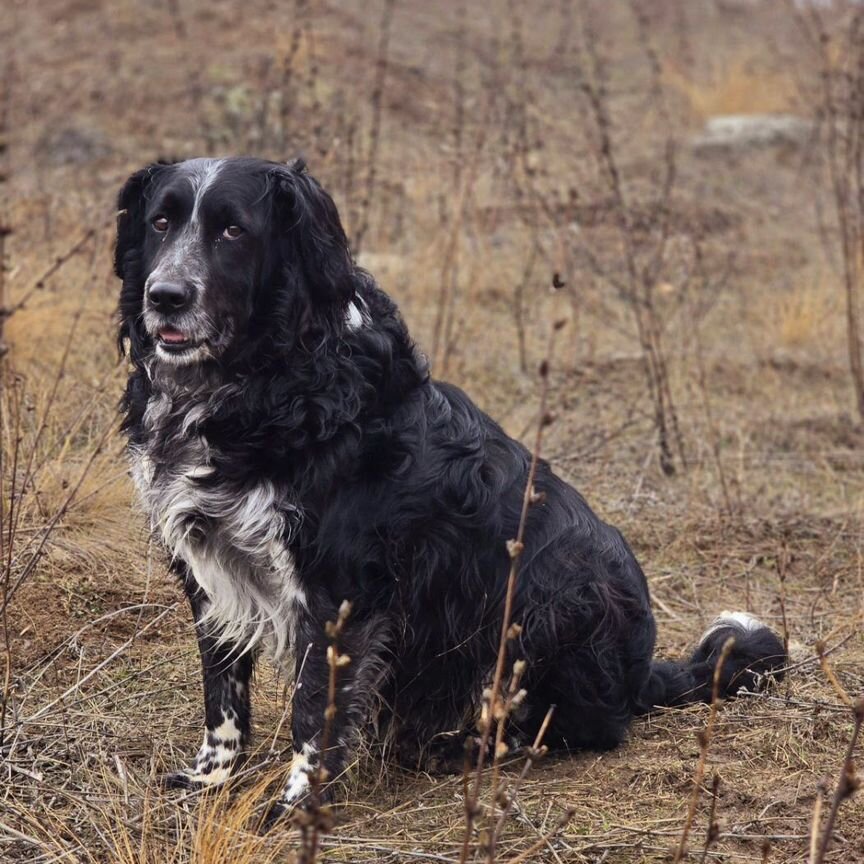 Собака в добрые руки