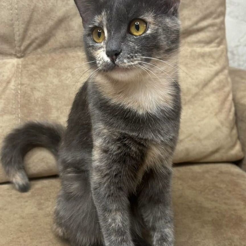 Красивый котенок в добрые руки