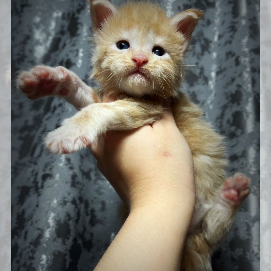 Мейн-кун котёнок
