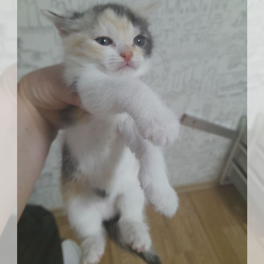 Котёнок в добрые руки