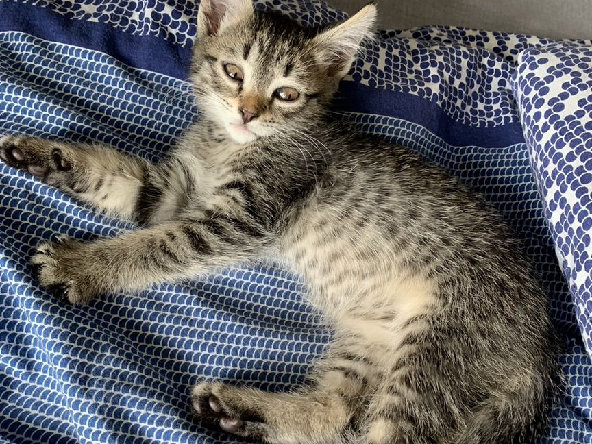 Отдам котенка в добрые руки