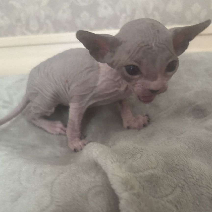 Донской сфинкс котята