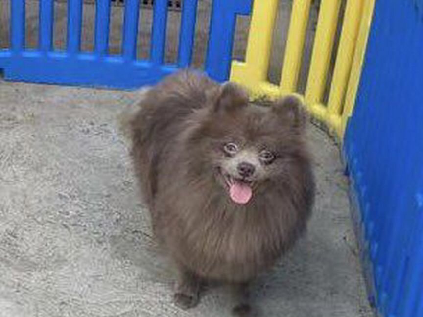 Щенки шпица лиловый медвежонок